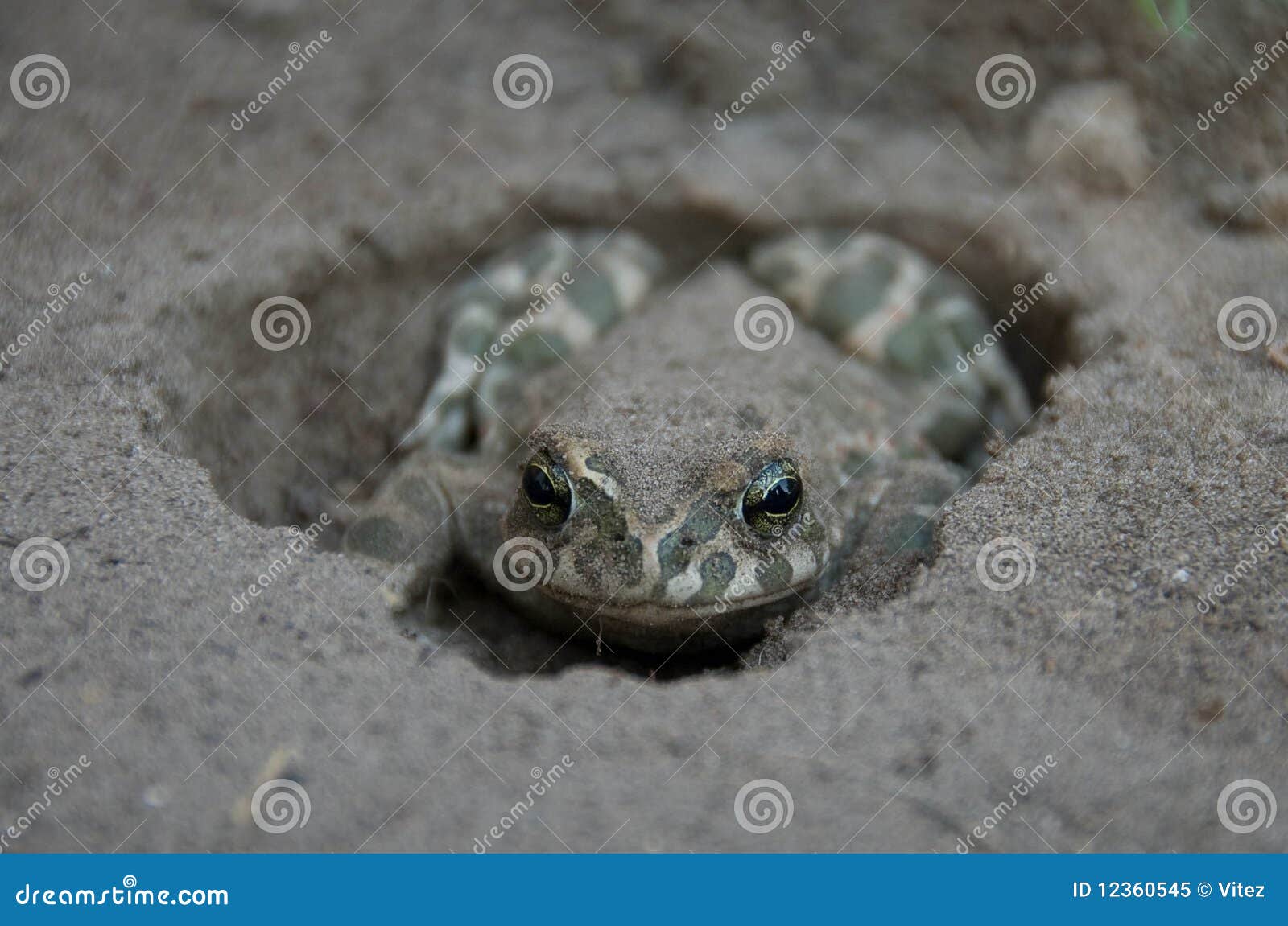 Toad in sand stock image. Image of animal, dirt, stare - 12360545