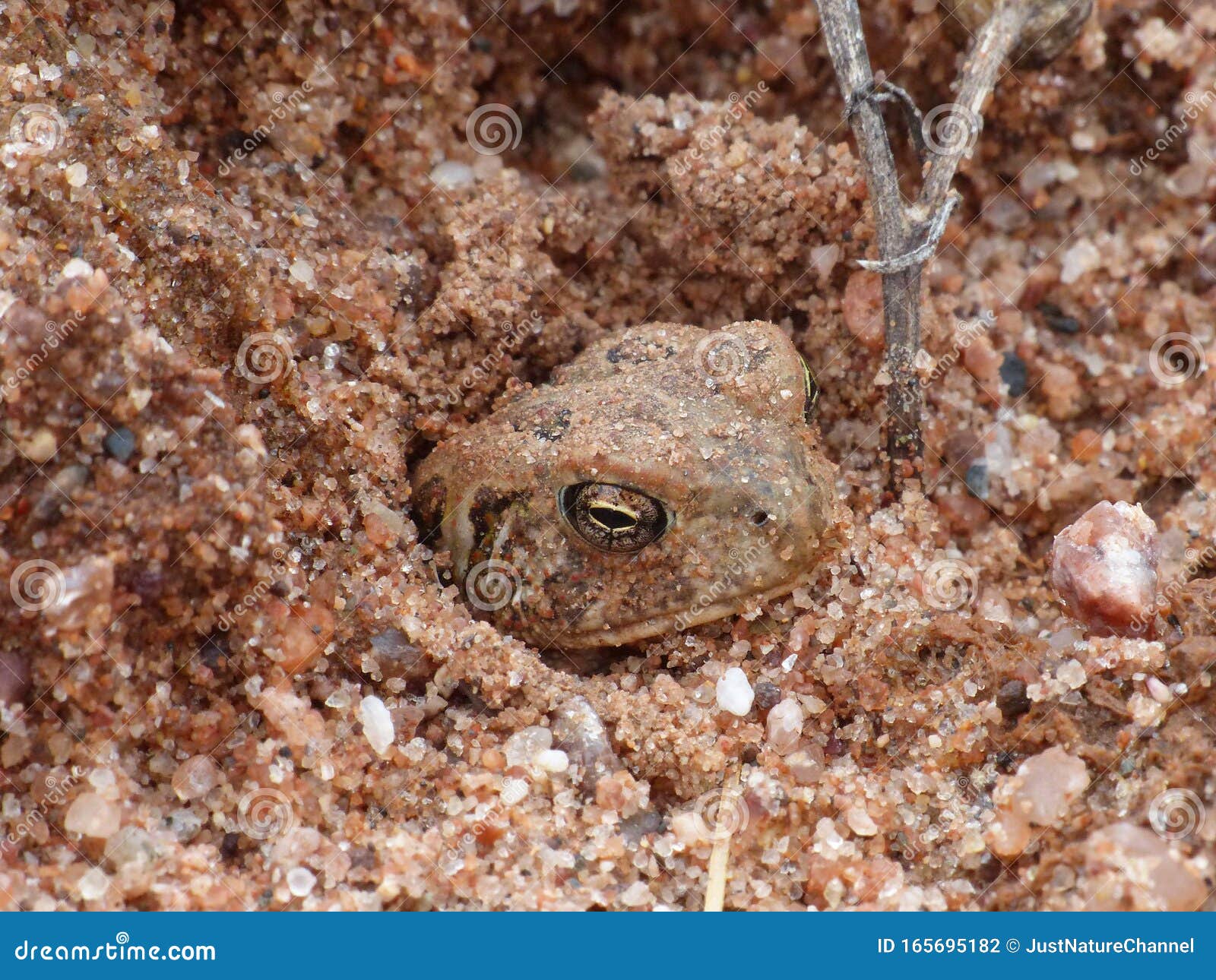 Toad in Sand Burrow 1 stock photo. Image of burrow, macro - 165695182