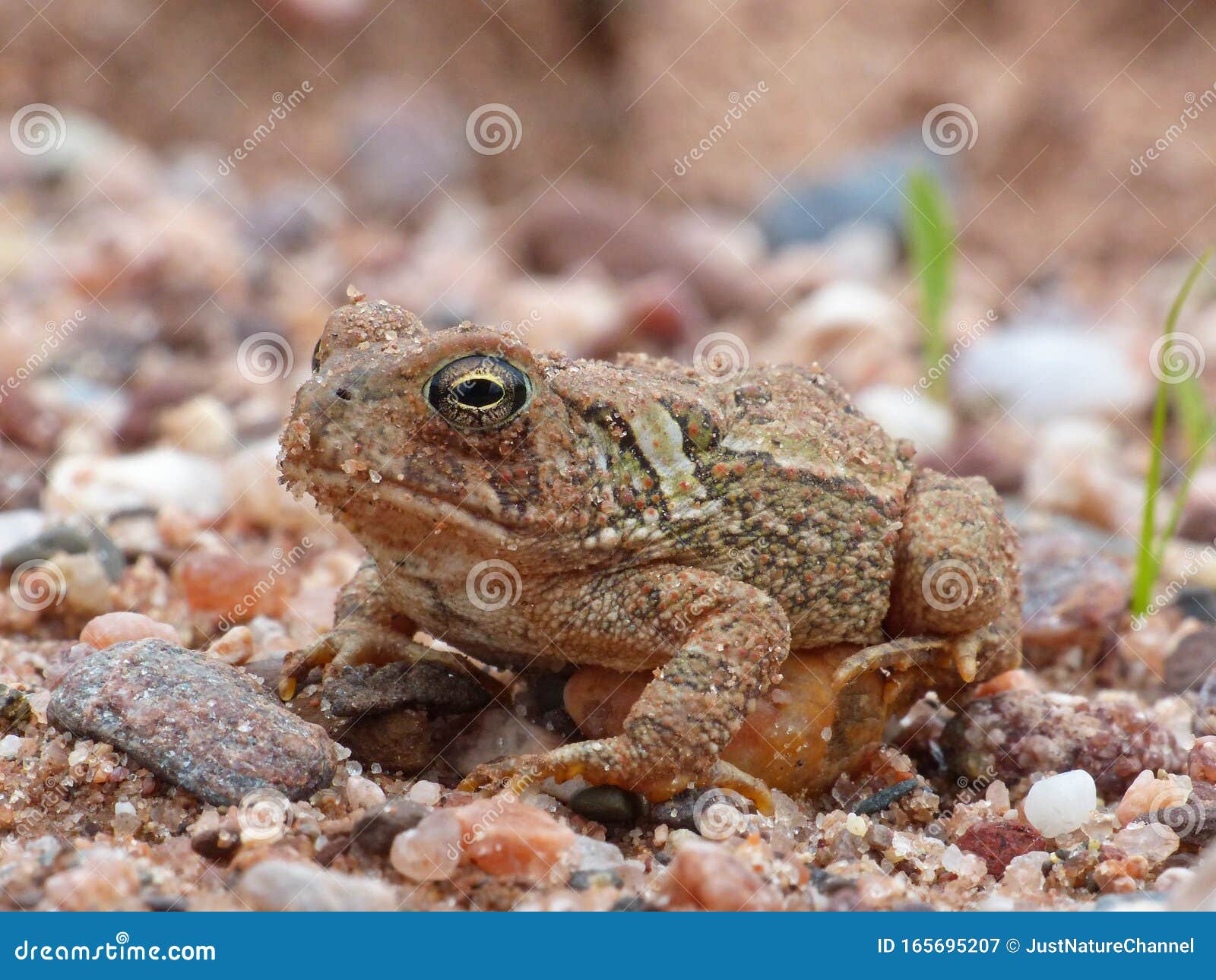 Toad on Sand stock image. Image of sand, close, view - 165695207