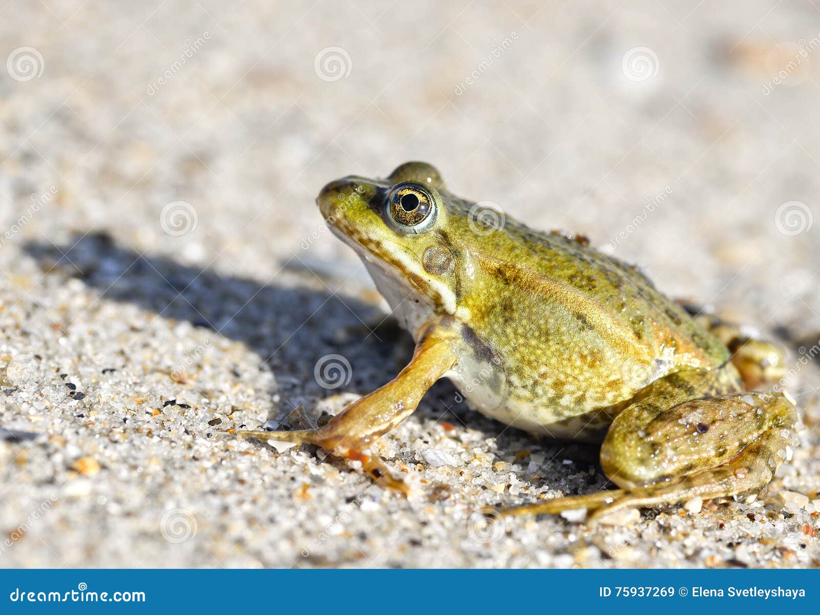 Toad on a sandy shore stock image. Image of cute, close - 75937269
