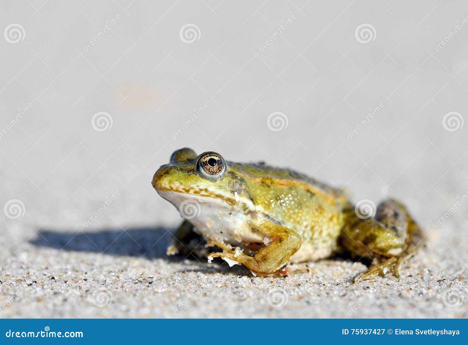 Toad on a sandy shore stock image. Image of dotted, fauna - 75937427
