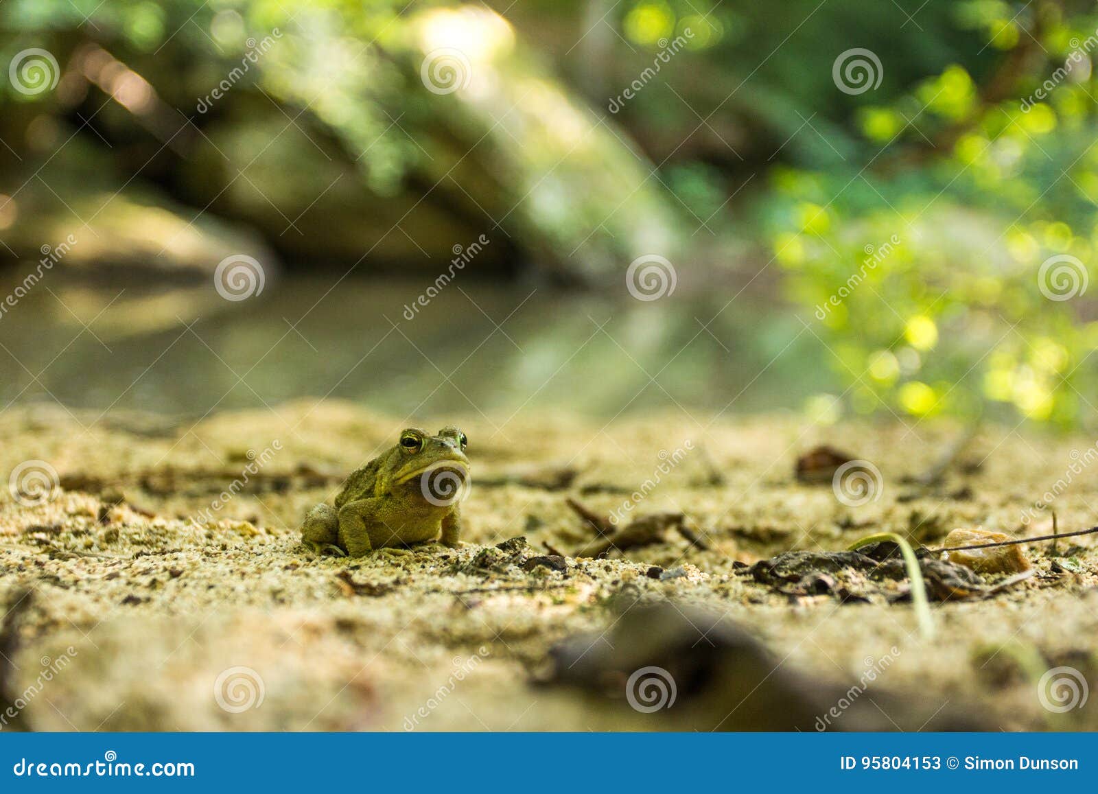 Toad by Sandy Summer Stream Stock Image - Image of outdoor, plant: 95804153