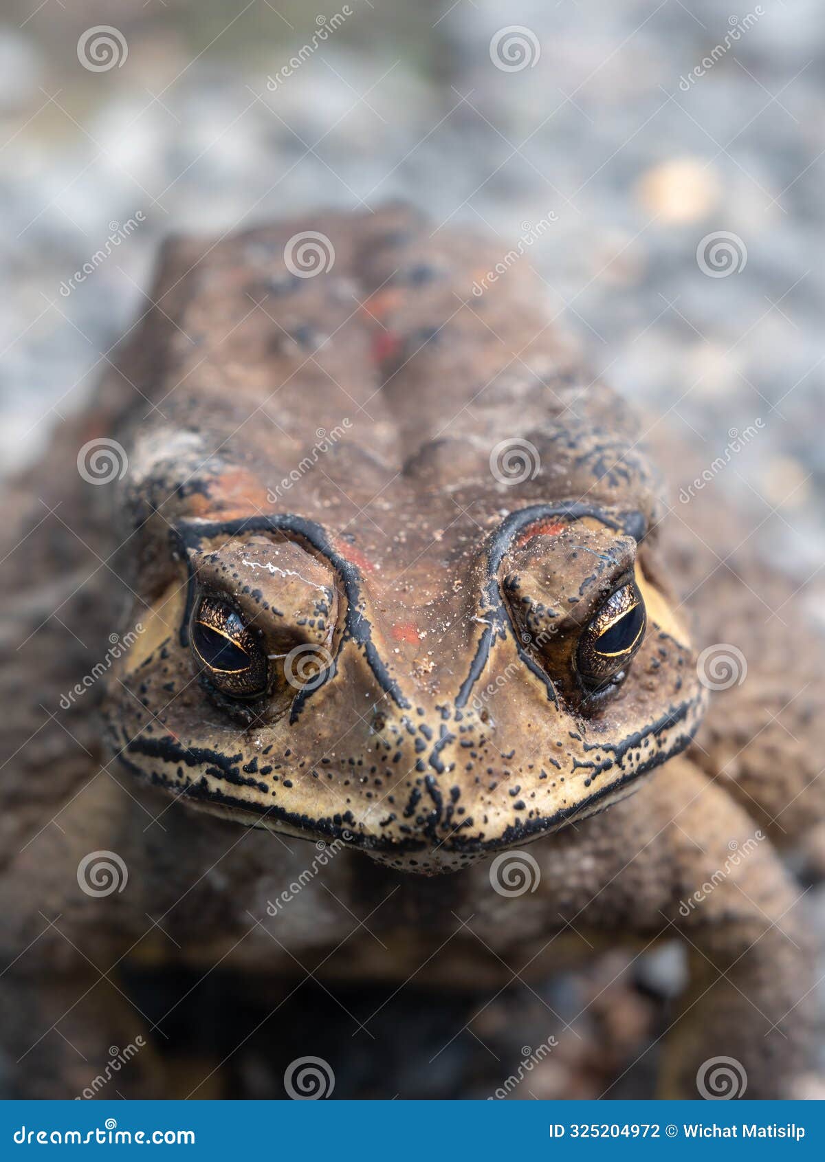 Toad Sat Calmly and Looked Directly Stock Photo - Image of brute ...