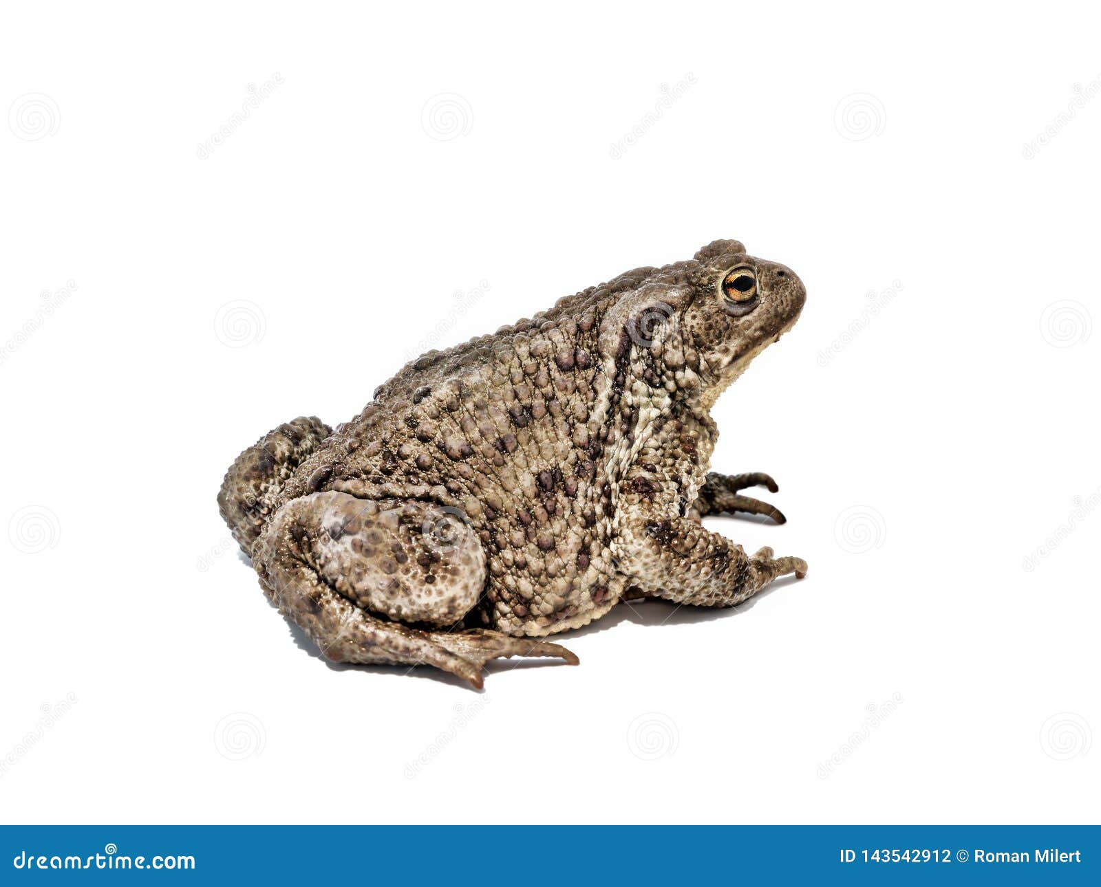 1,252 Toad Shot Photos - Free & Royalty-Free Stock Photos from Dreamstime