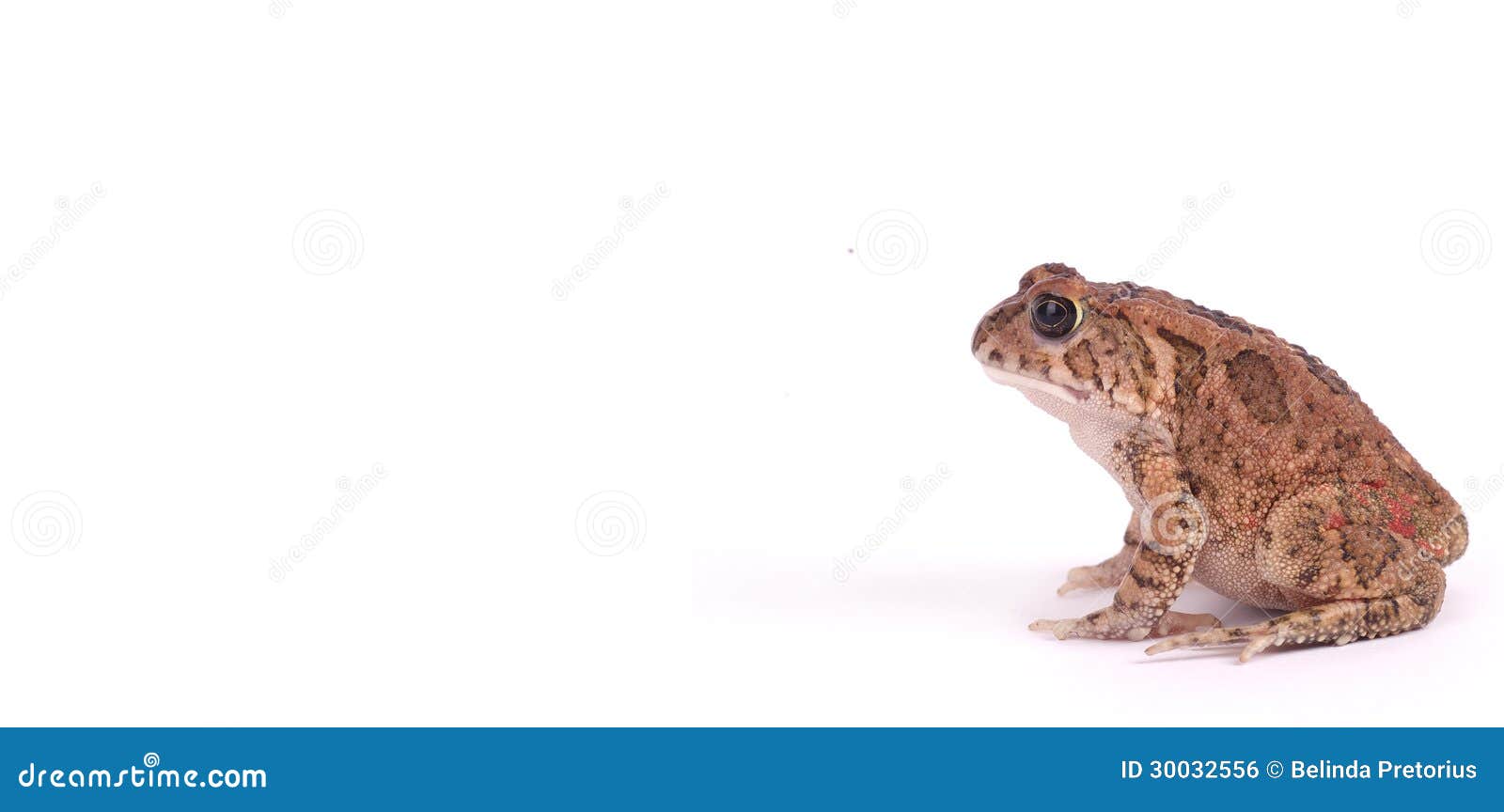 Toad from the Side Isolated on White Background Stock Photo - Image of ...