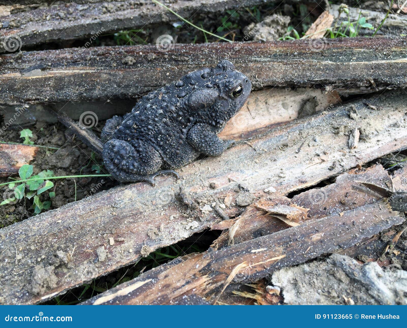 Toad side view on wood stock image. Image of texture - 91123665