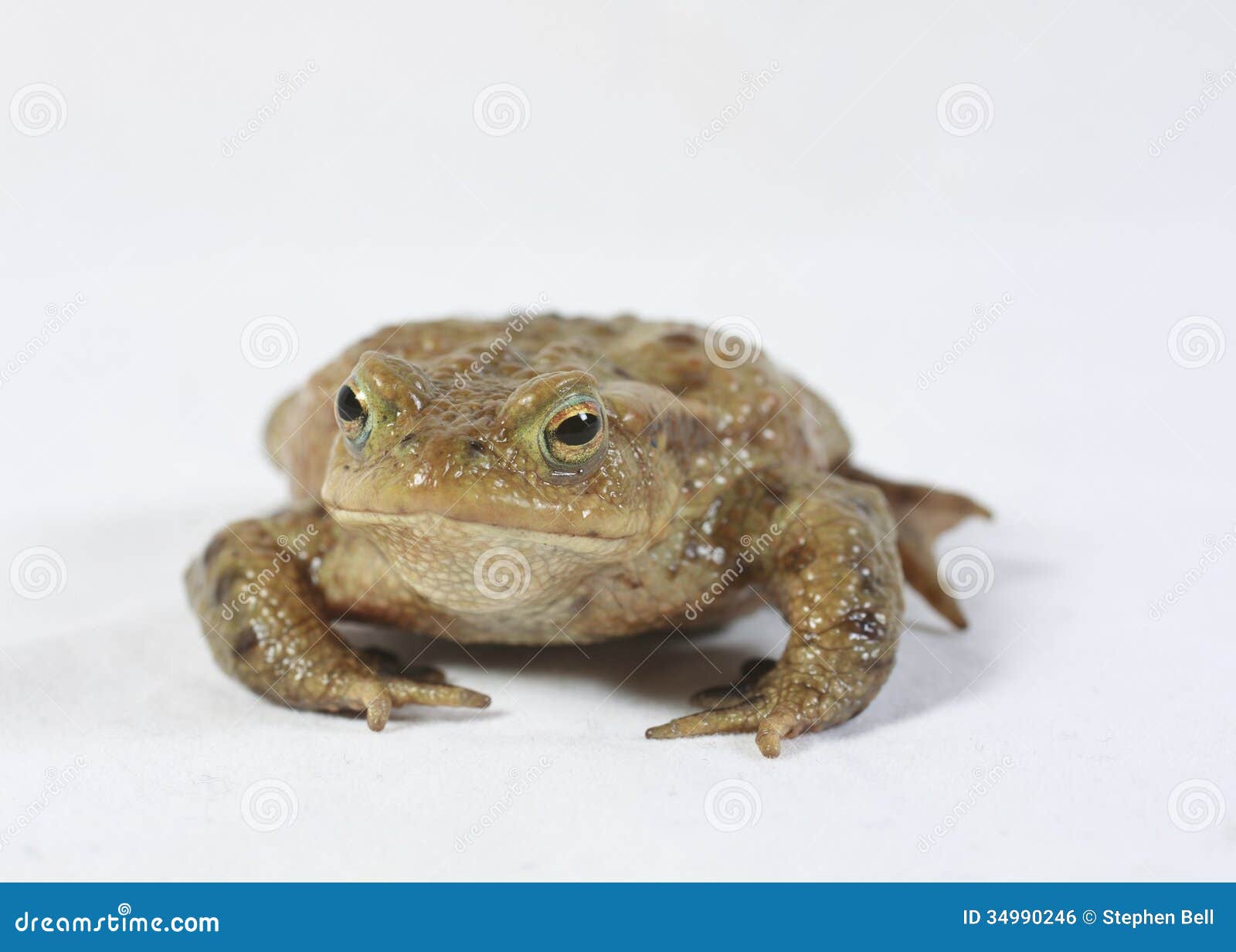 Toad stock photo. Image of space, common, animal, single - 34990246