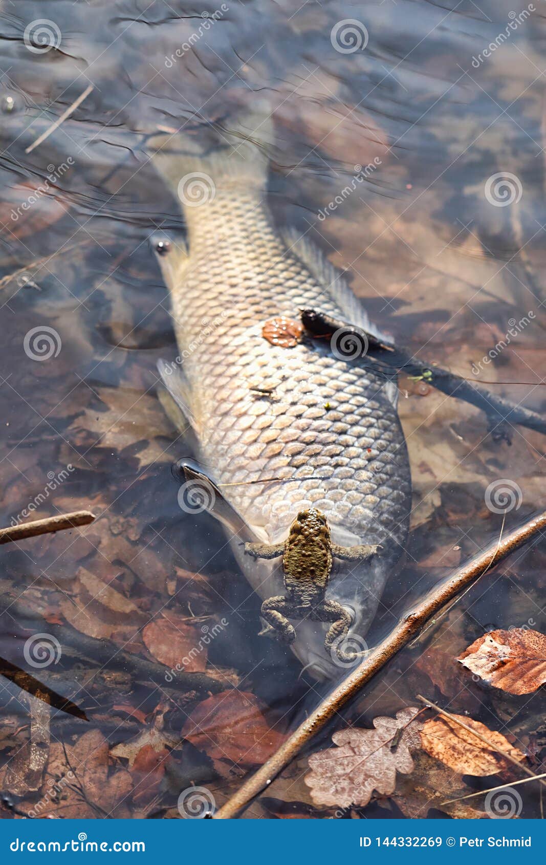 The Toad Sits on a Dead Carp Stock Image - Image of lake, spring: 144332269