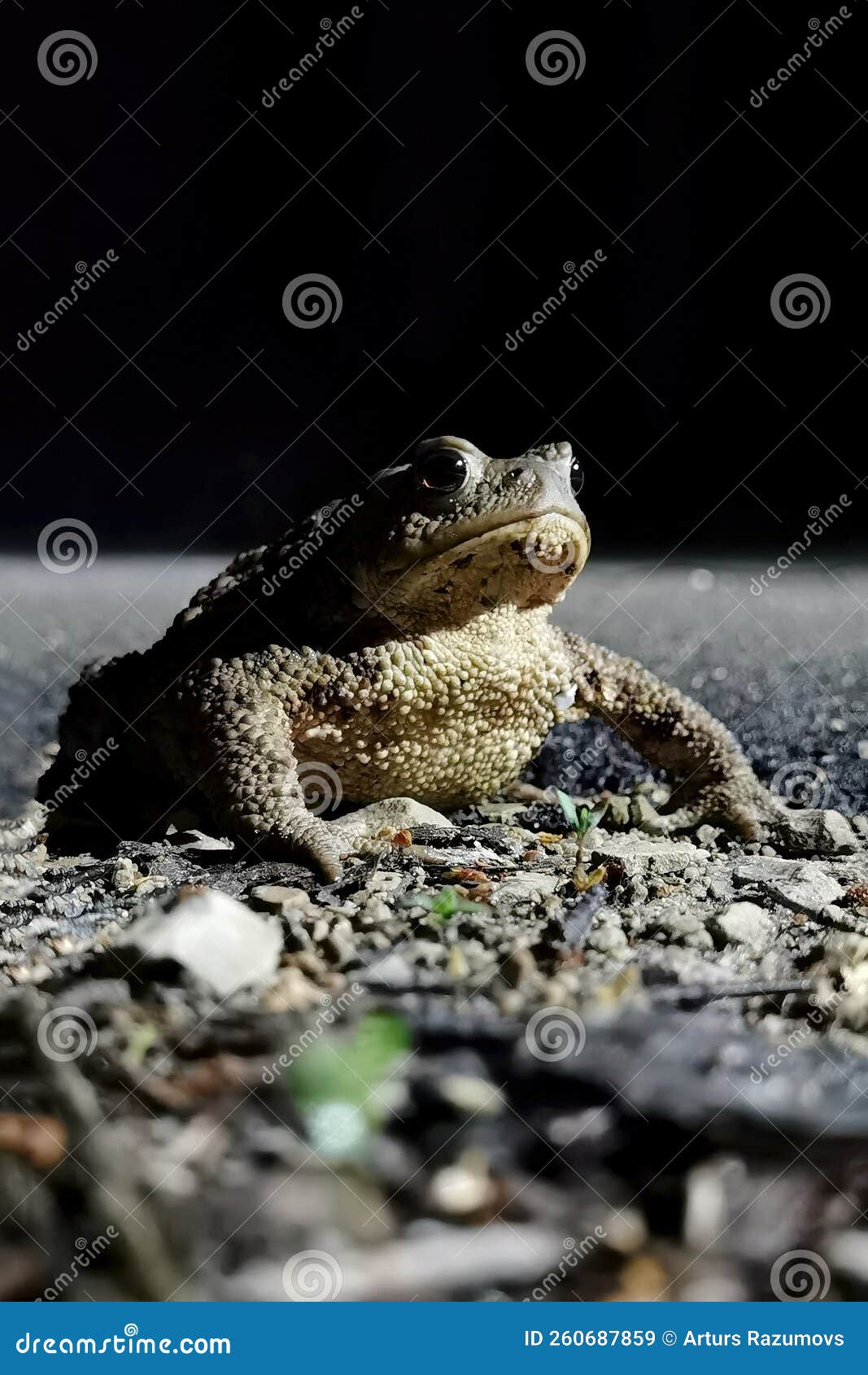 A Toad Sits on the Ground Illuminated by Moonlight. Stock Image - Image ...