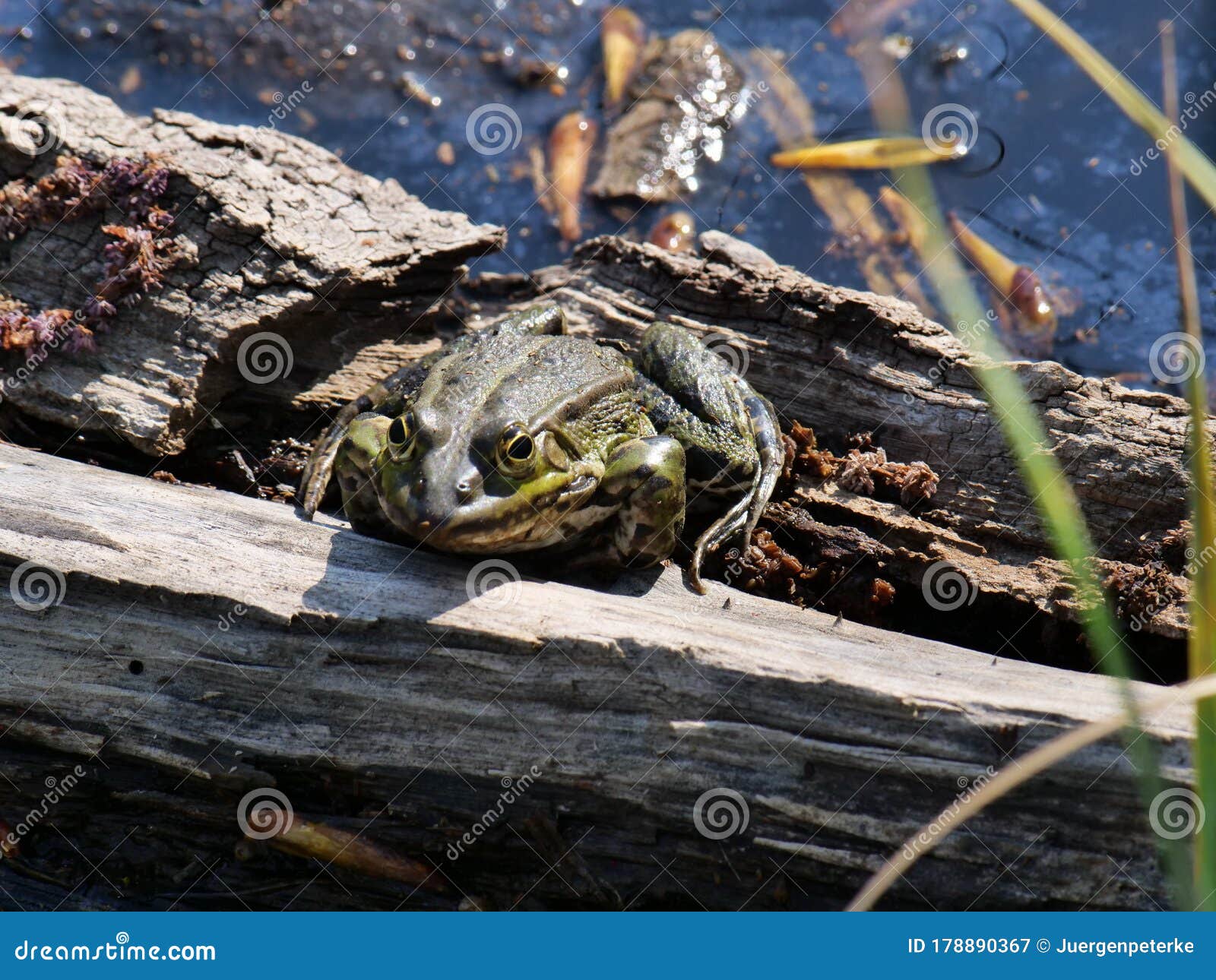 Toad Sits on Rotten Wood in a Pond Stock Image - Image of wood, swamp ...