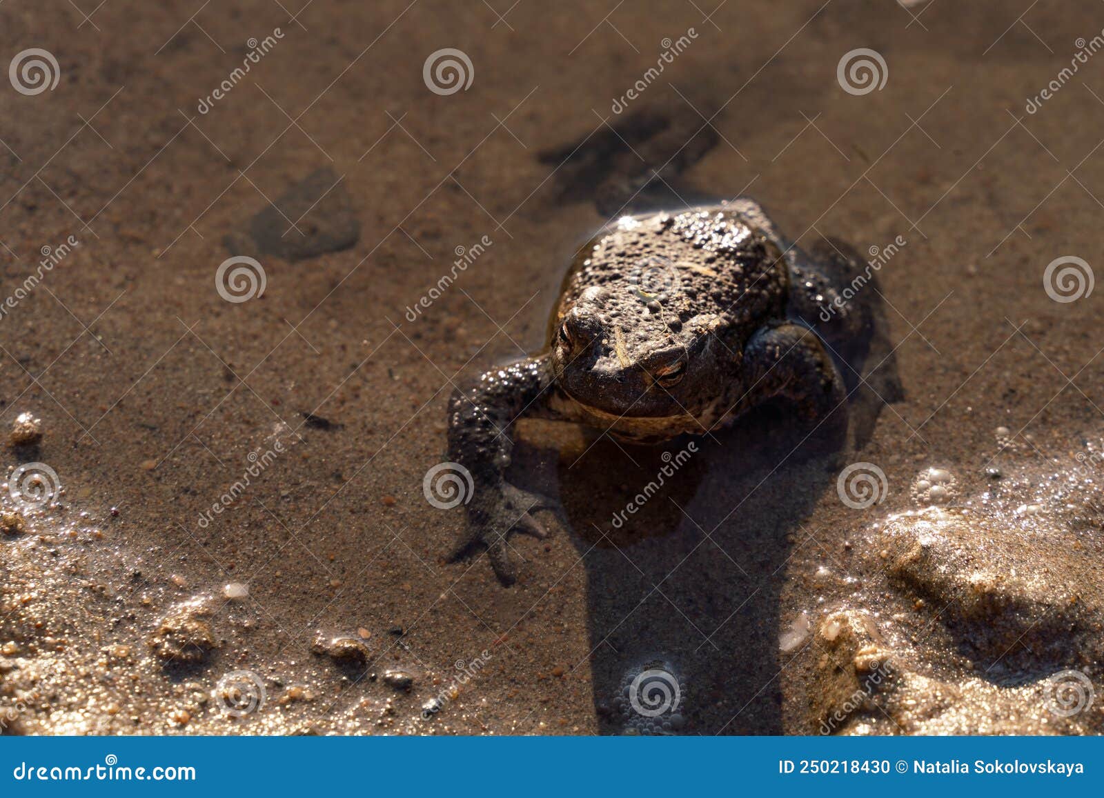 Toad sits on the sand stock photo. Image of camouflage - 250218430