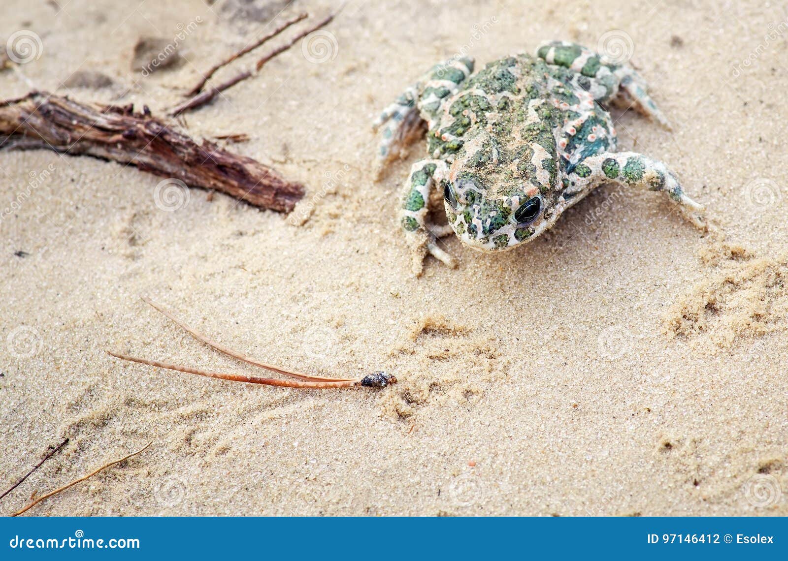Toad Sits on a sand stock photo. Image of species, fauna - 97146412