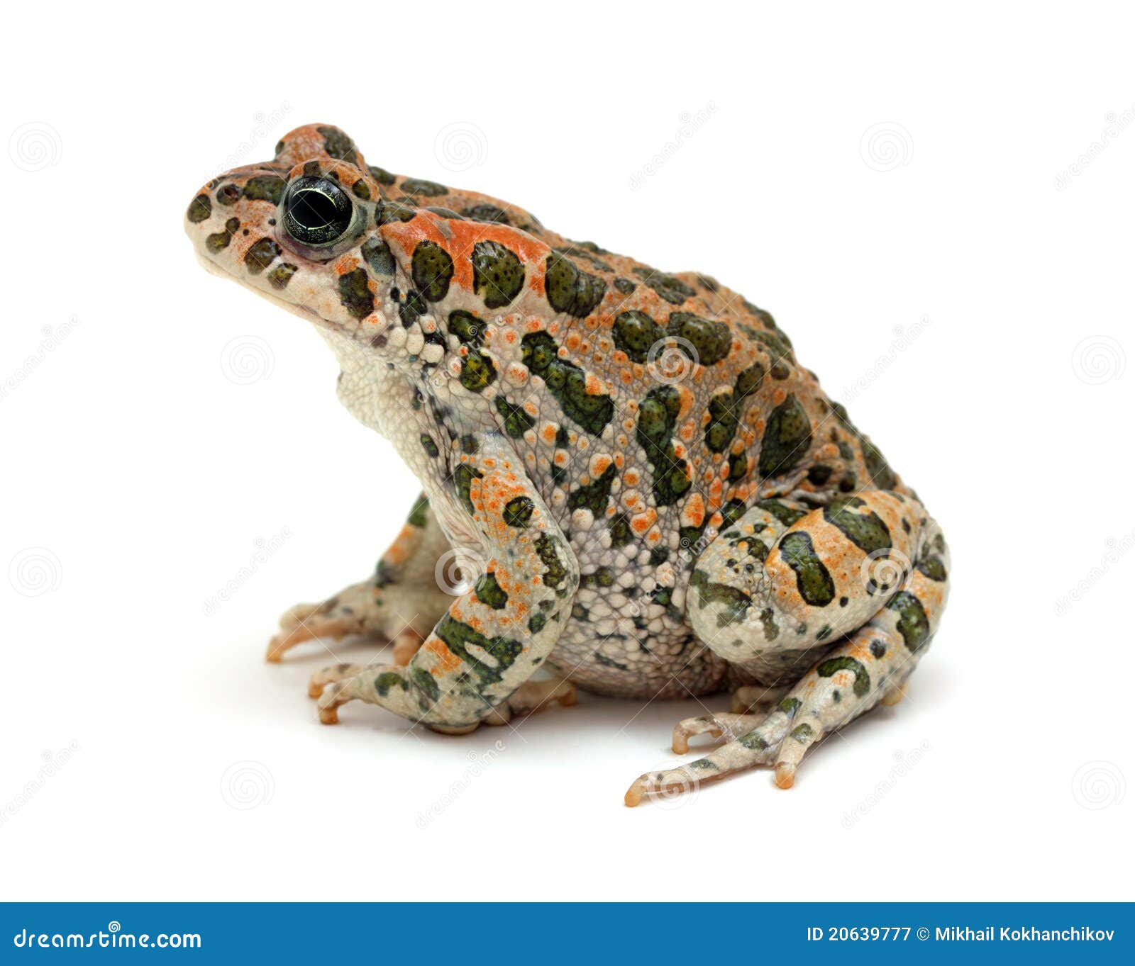Toad sitting stock image. Image of biology, macro, large - 20639777