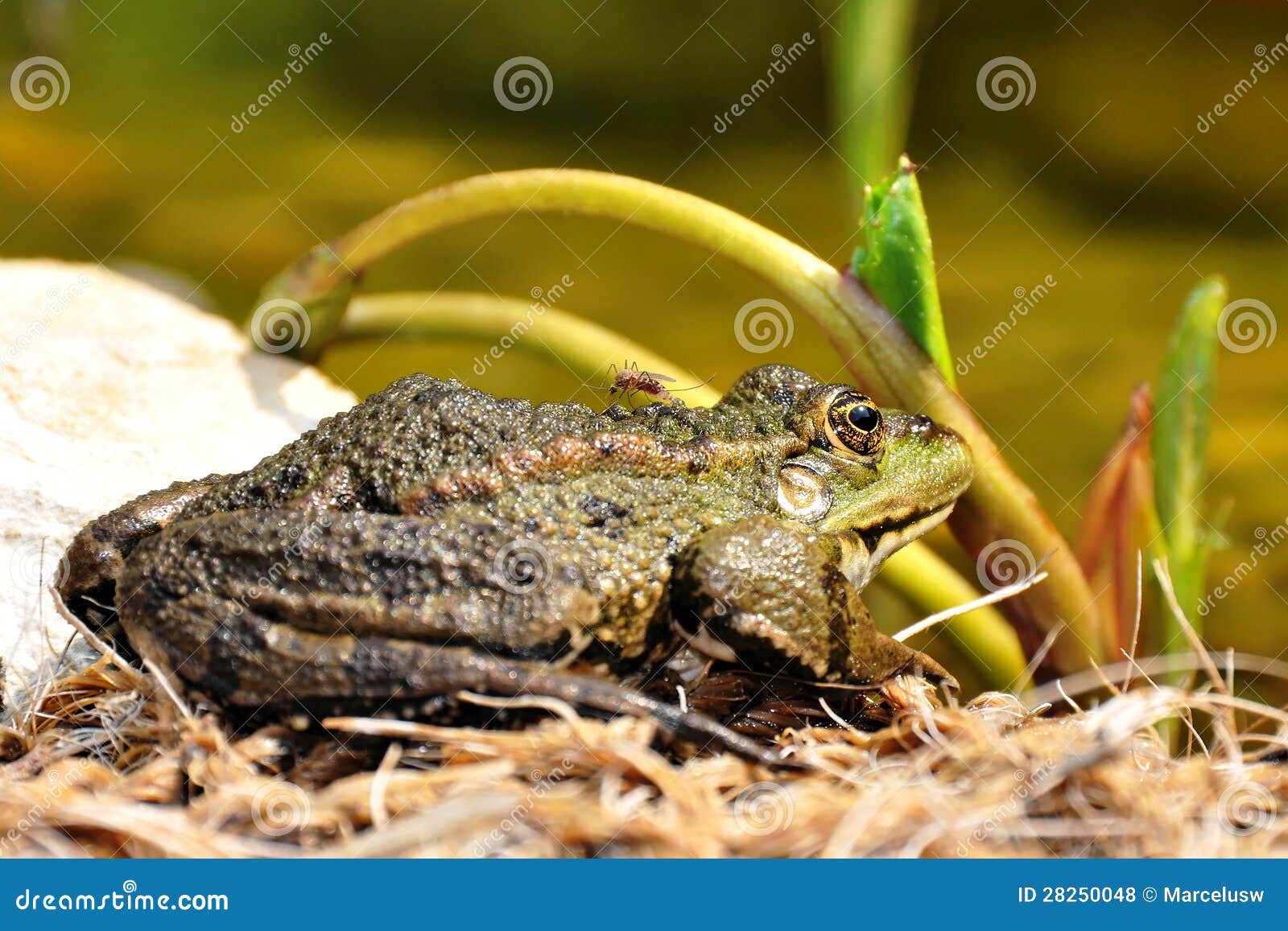 Toad sitting stock photo. Image of toad, frog, pond, plant - 28250048