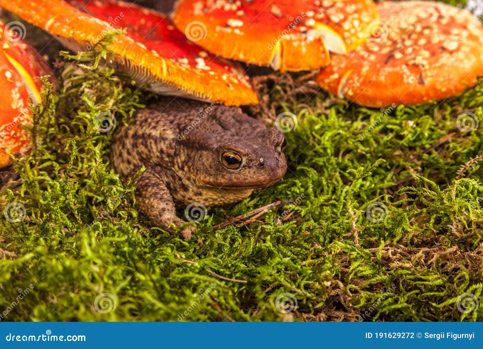 Toad is sitting on amanita stock photo. Image of toad - 191629272