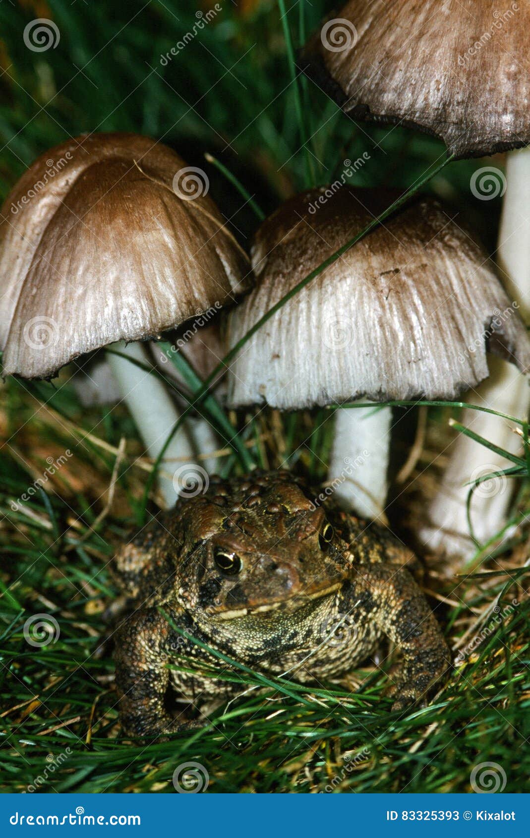 Three Toadstools Royalty-Free Stock Photo | CartoonDealer.com #142189611