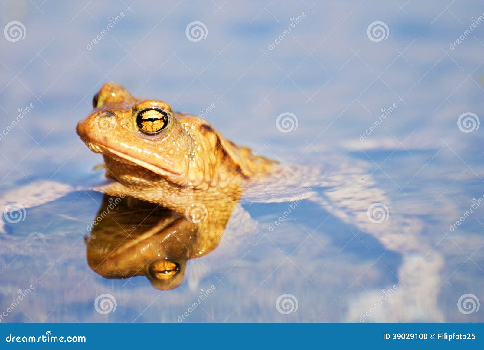 Toad stock photo. Image of fresh, lake, wild, animals - 39029100