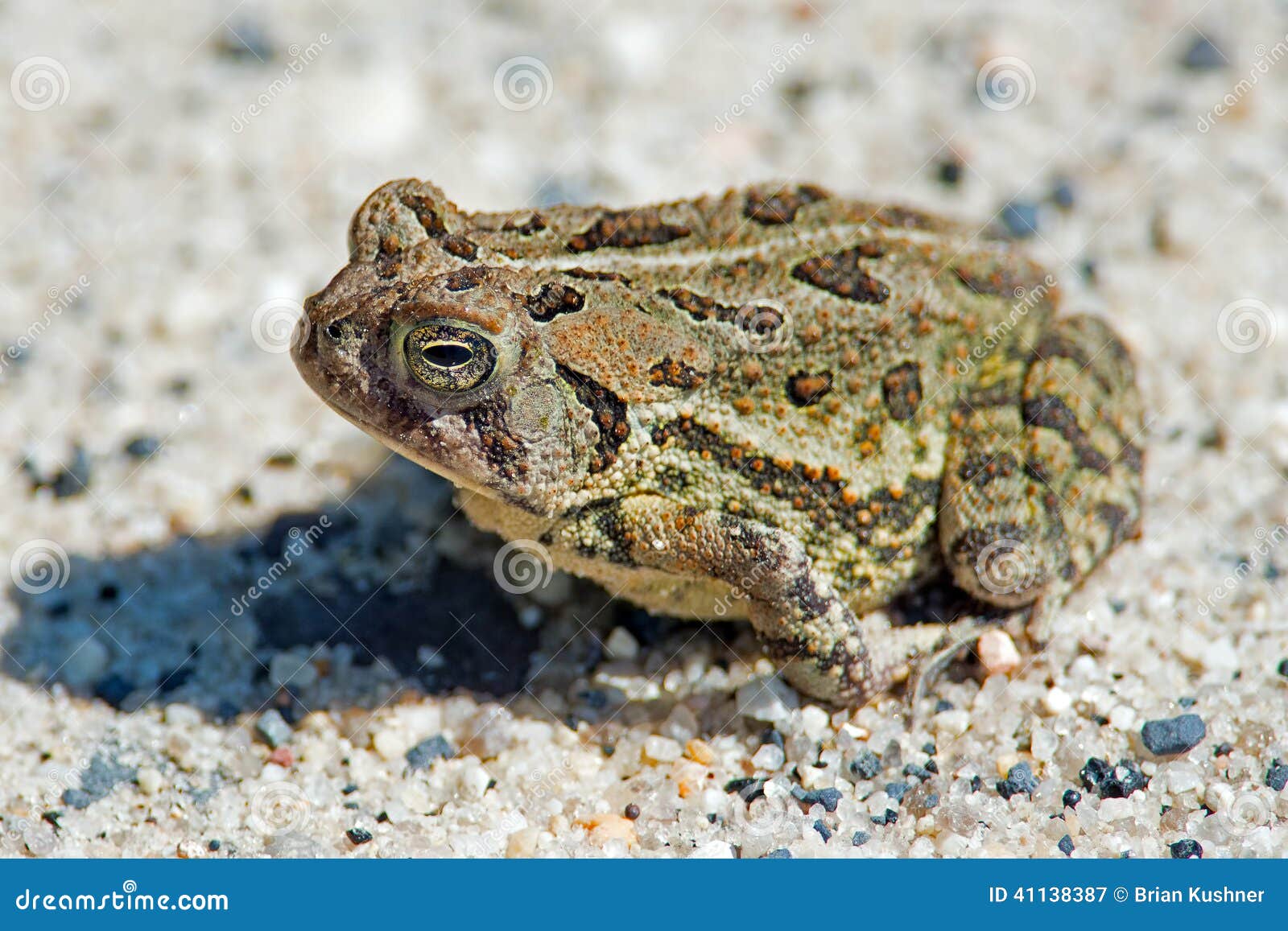 Toad stock image. Image of slimy, bull, toad, road, frog - 41138387