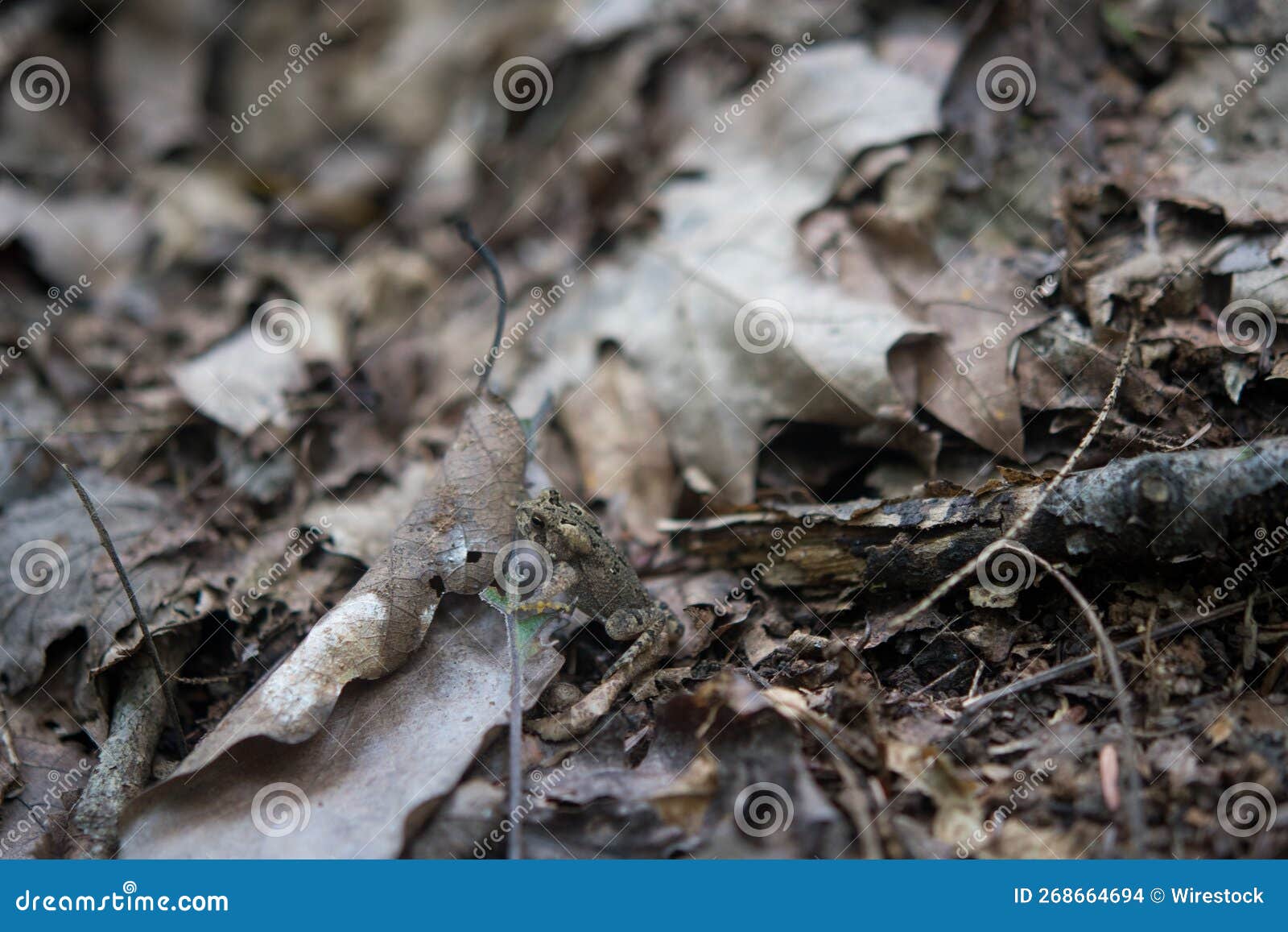 Toad Sitting in a Dirty Place with Dead Leaves and Broken Stumps Stock ...