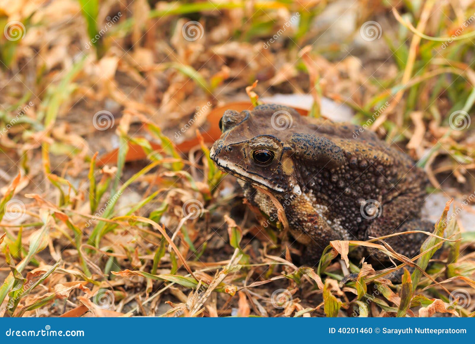 Toad stock photo. Image of outdoor, looking, animal, amphibian - 40201460