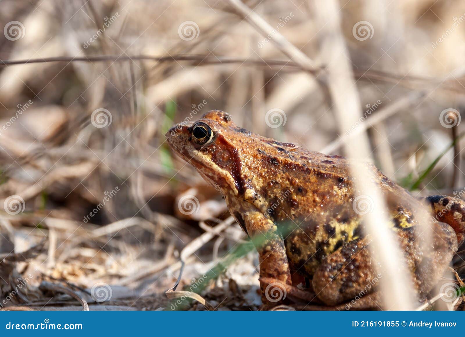 TOAD SITTING ON A ROCK Stock Photography | CartoonDealer.com #231448124