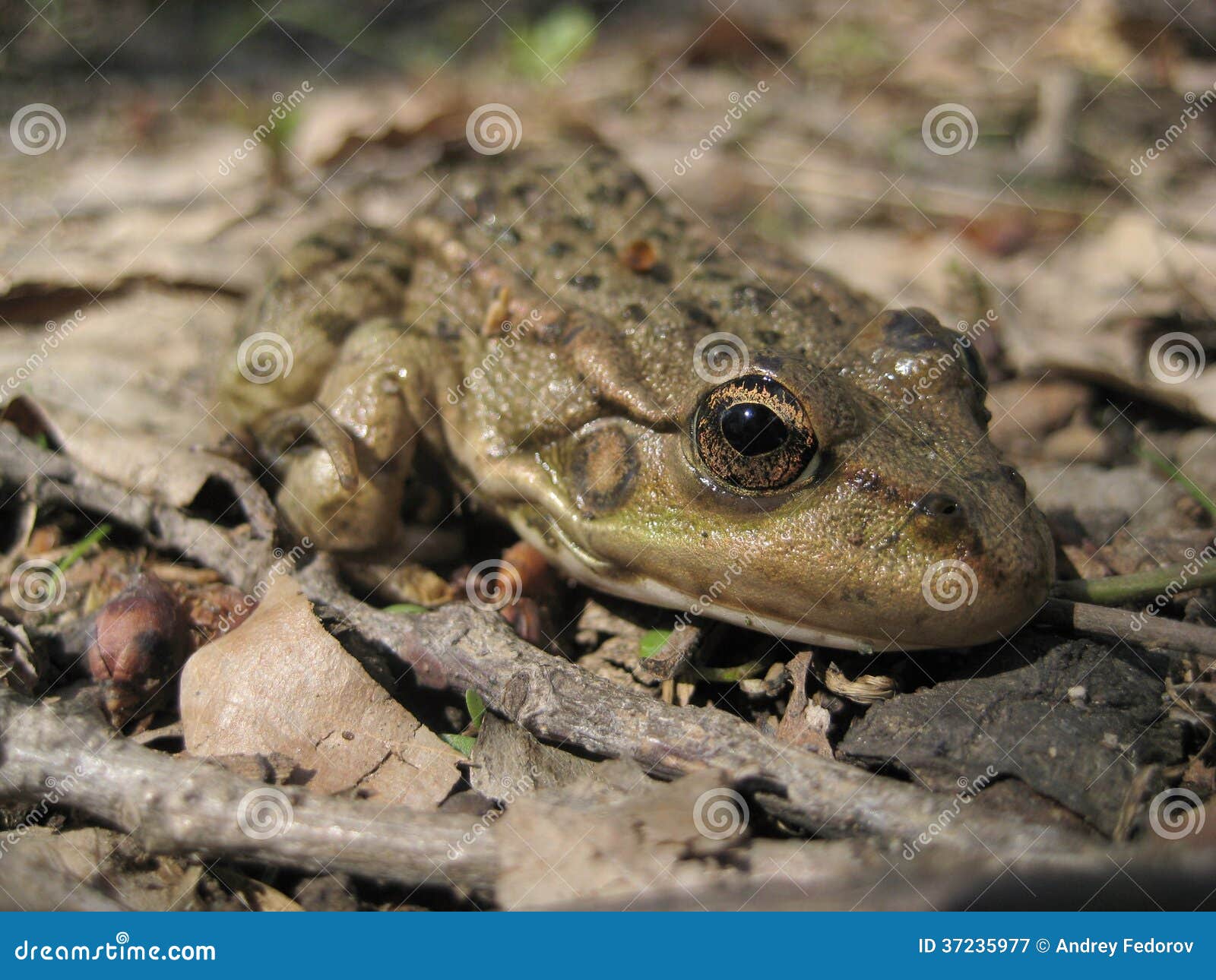 Toad stock image. Image of earth, frogs, toad, amphibians - 37235977