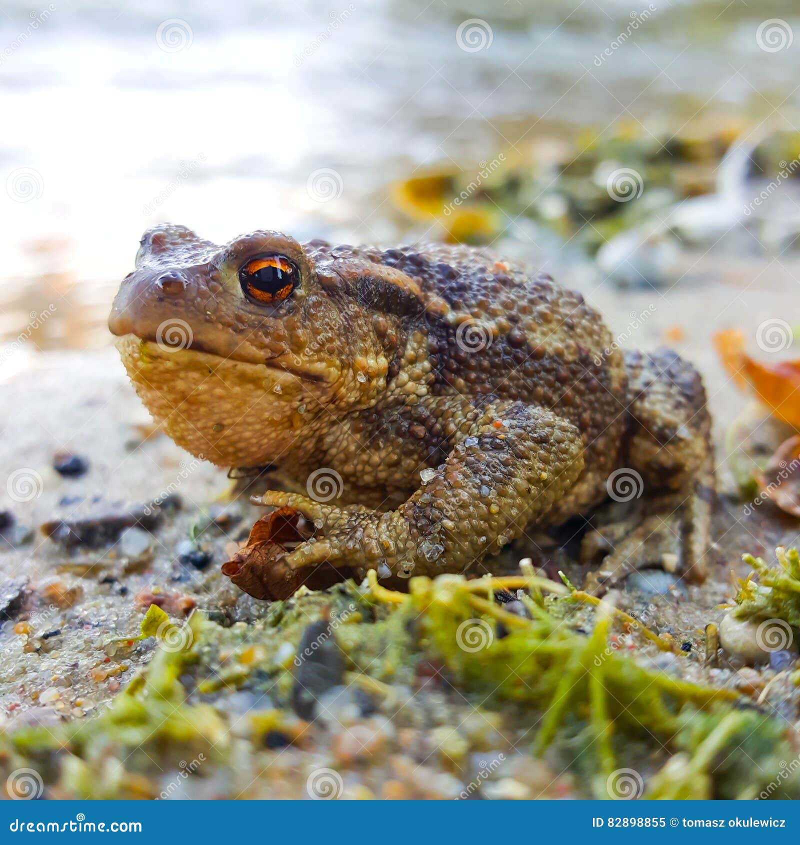 Toad Sitting on the Edge of Pond Stock Image - Image of glands, parks ...