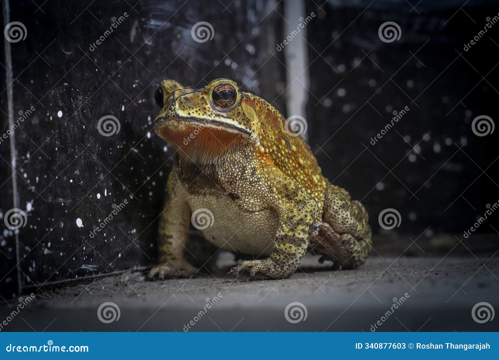 Toad Sitting on the Floor and Looking at the Camera Stock Image - Image ...
