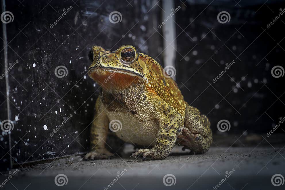 Toad Sitting on the Floor and Looking at the Camera Stock Image - Image ...
