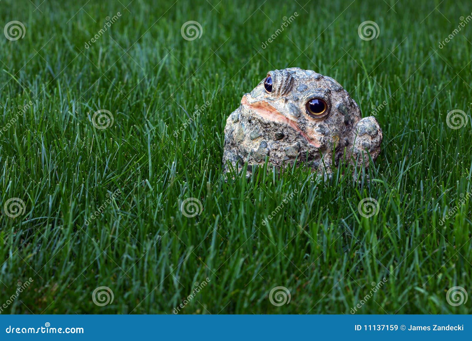 Toad Sitting in Grass stock image. Image of gnome, grass - 11137159