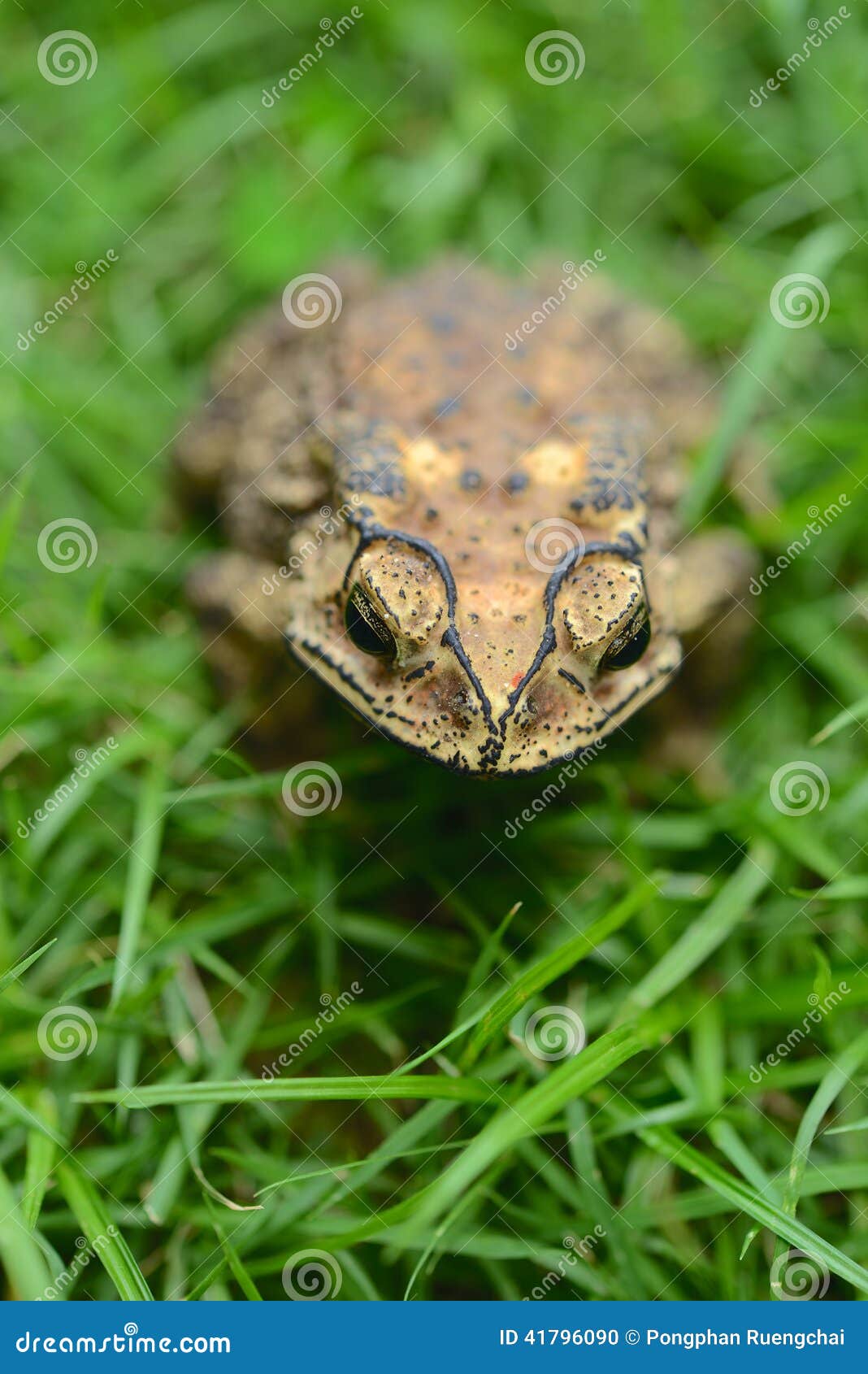 Toad stock photo. Image of common, turf, nature, close - 41796090