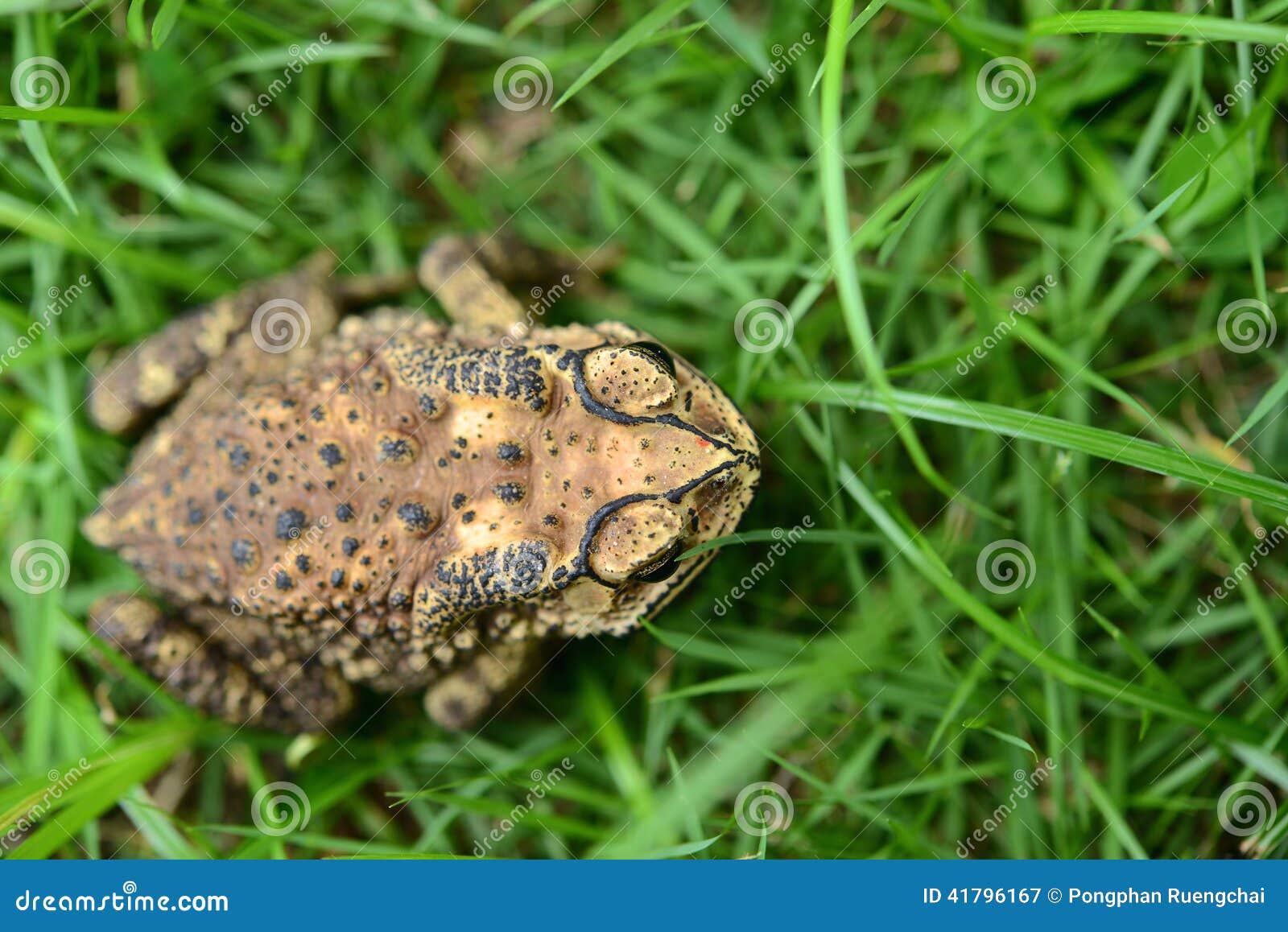 Toad stock image. Image of turf, amphibian, toad, macro - 41796167