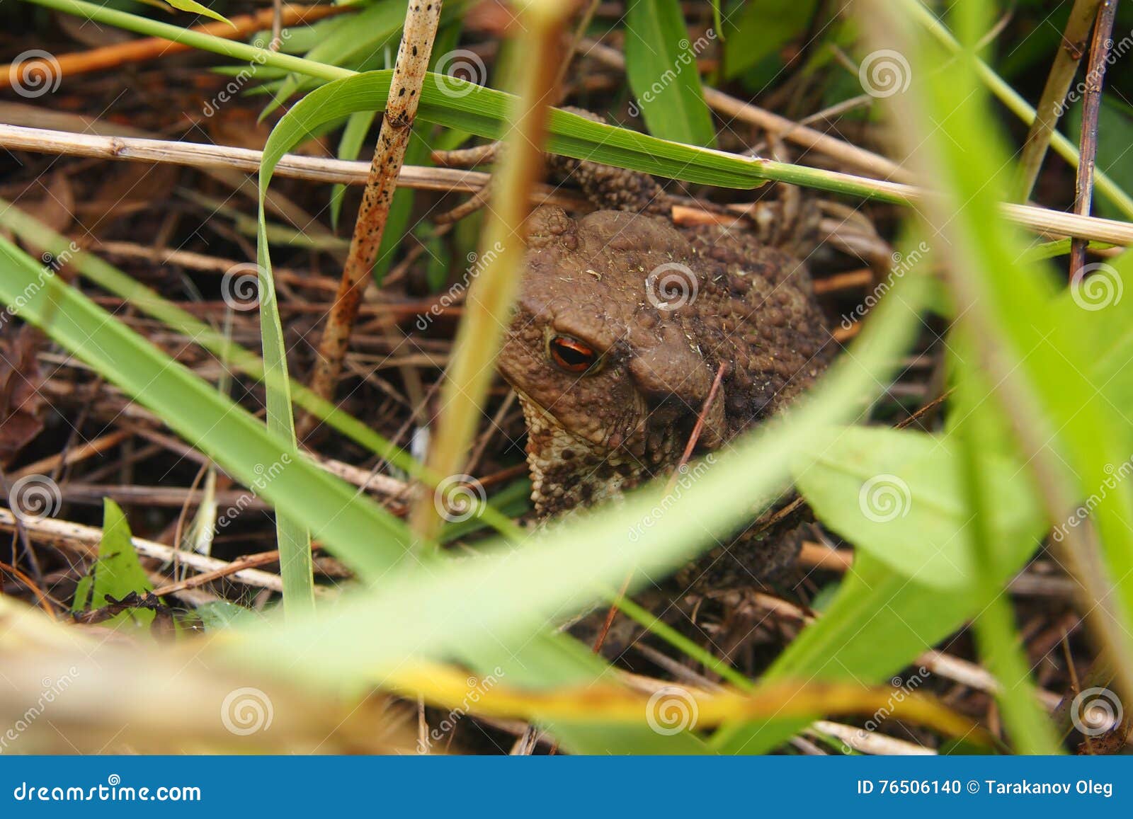 Toad sitting in the grass. stock photo. Image of natural - 76506140