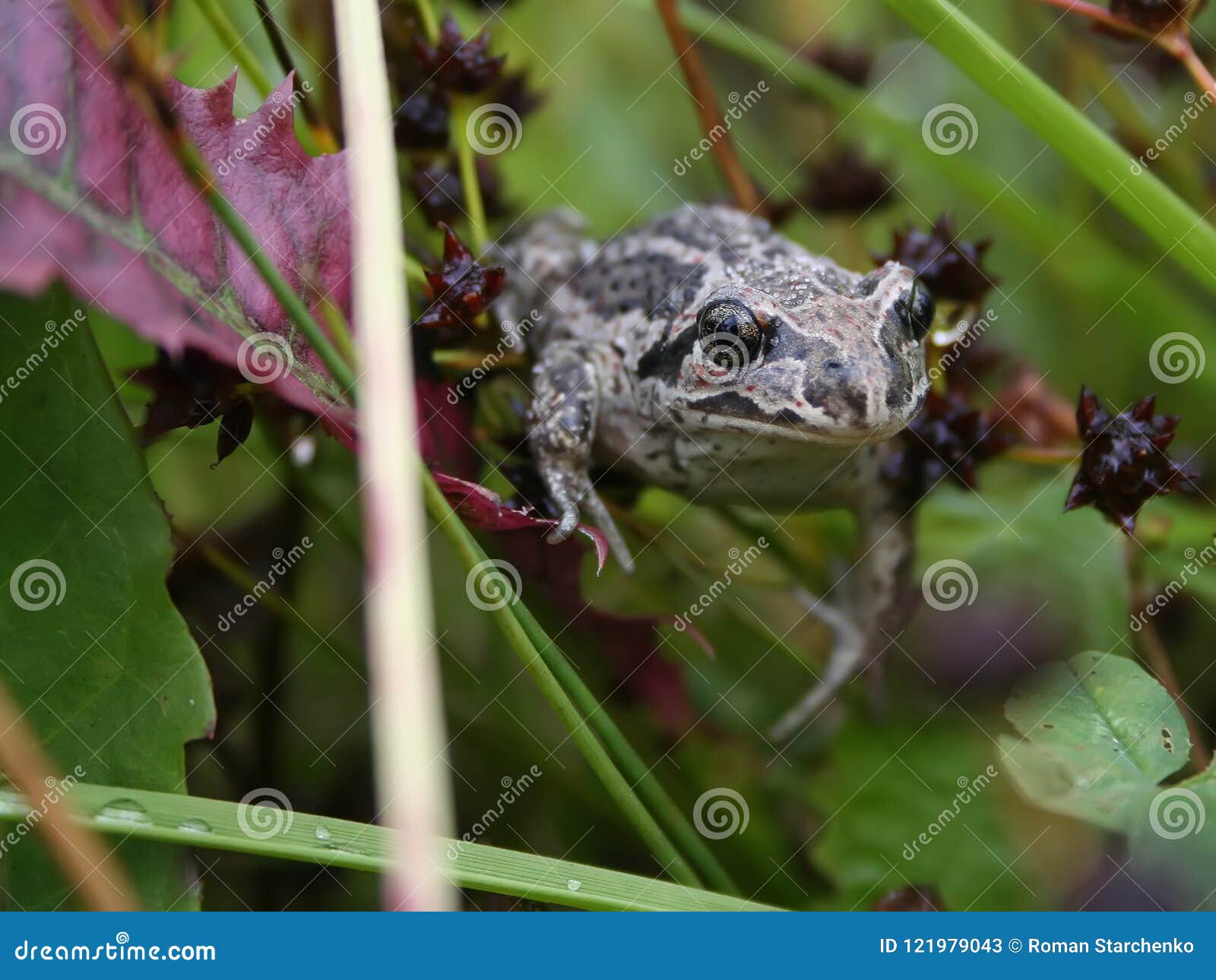 Toad sitting on the grass stock image. Image of head - 121979043