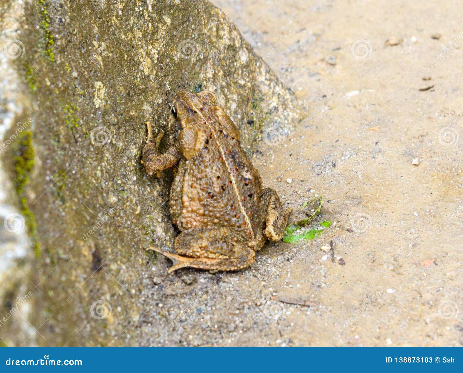 Toad on the ground stock image. Image of toad, portrait - 138873103
