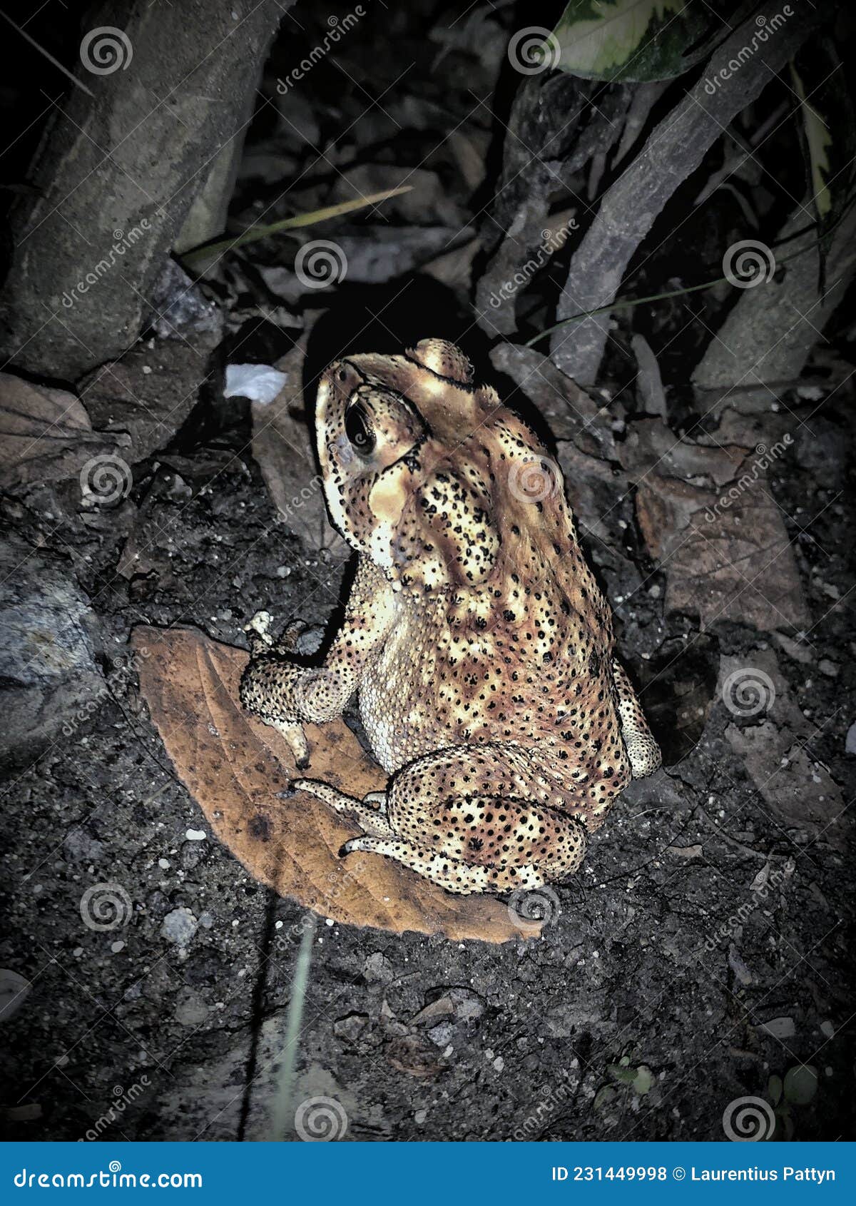 TOAD SITTING on the GROUND stock photo. Image of animal - 231449998