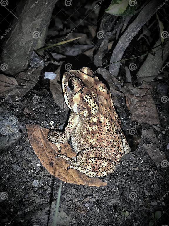 TOAD SITTING on the GROUND stock photo. Image of animal - 231449998