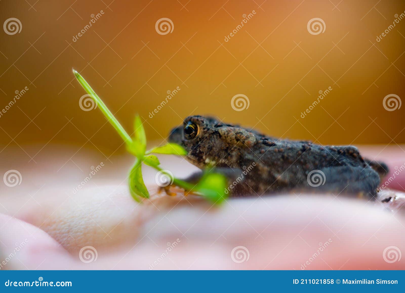 Toad Sitting on a Human Hand Natural Interaction Might Cause Warts ...
