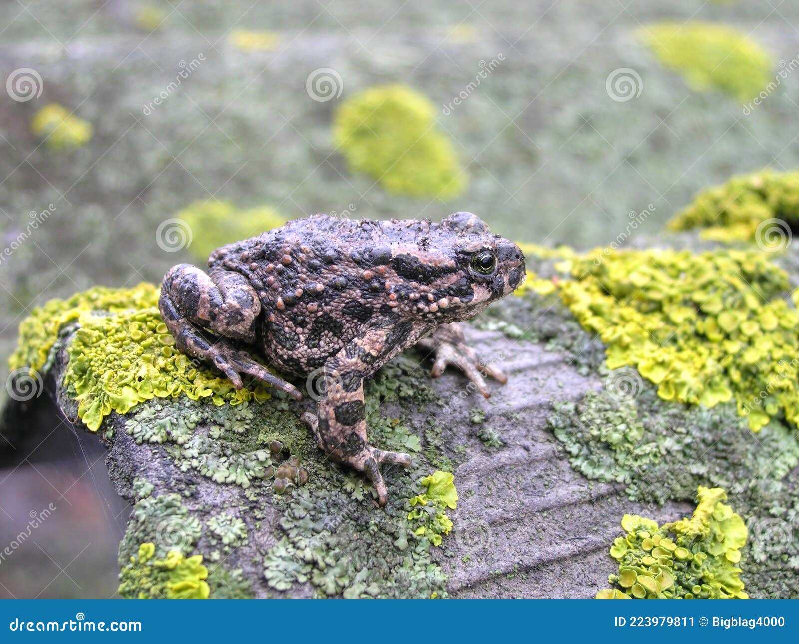 Toad Sitting on Lichen and Moss. Stock Image - Image of moss, wildlife ...