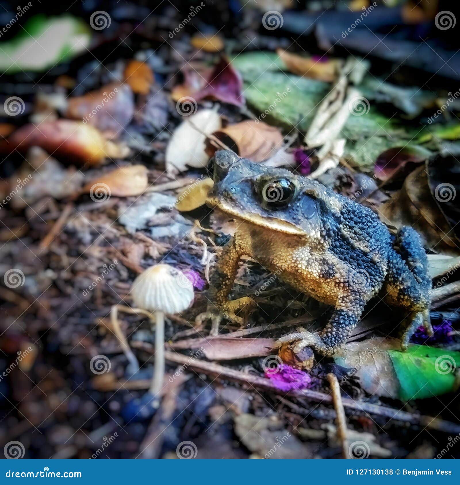 Toad and Mushroom stock photo. Image of cute, front - 127130138