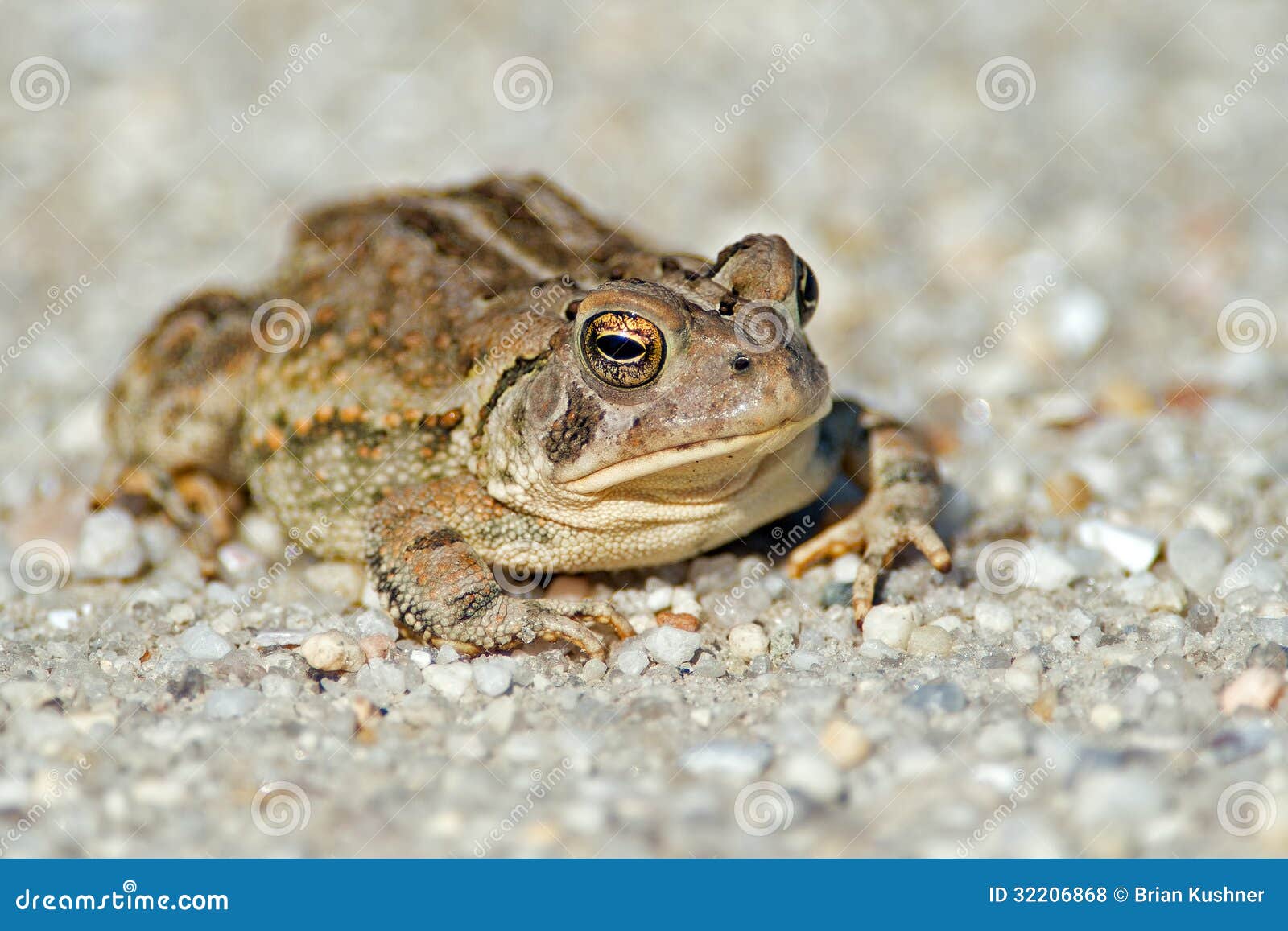 Toad stock photo. Image of fowler, toad, frog, fowleri - 32206868