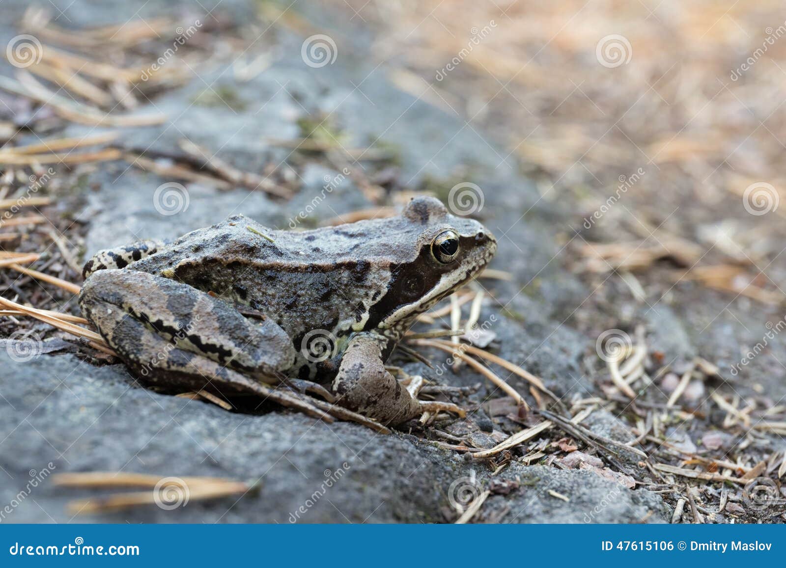 Toad sitting on a rock stock photo. Image of wildlife - 47615106