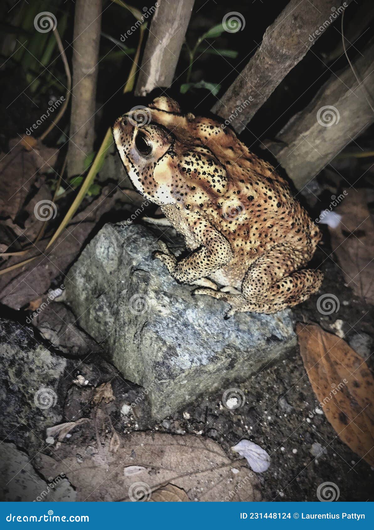 TOAD SITTING on a ROCK stock photo. Image of forelegs - 231448124
