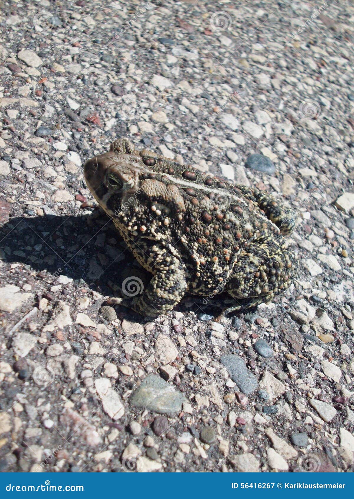 Toad stock image. Image of frog, springtime, growing - 56416267