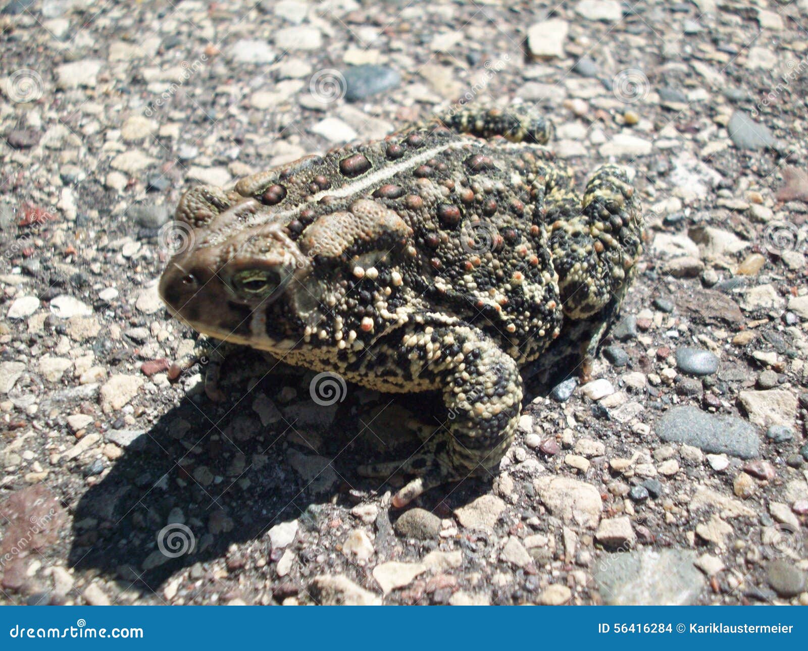 Toad stock photo. Image of minnesota, grow, springtime - 56416284