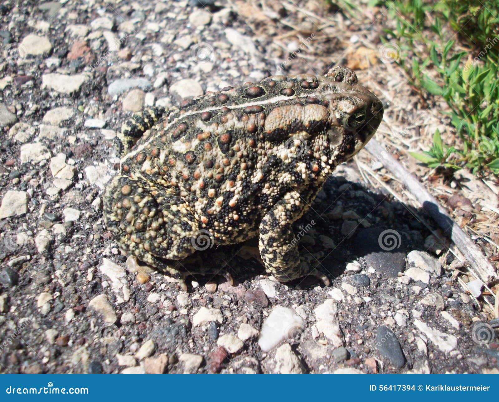 Toad stock photo. Image of camouflage, outdoors, center - 56417394