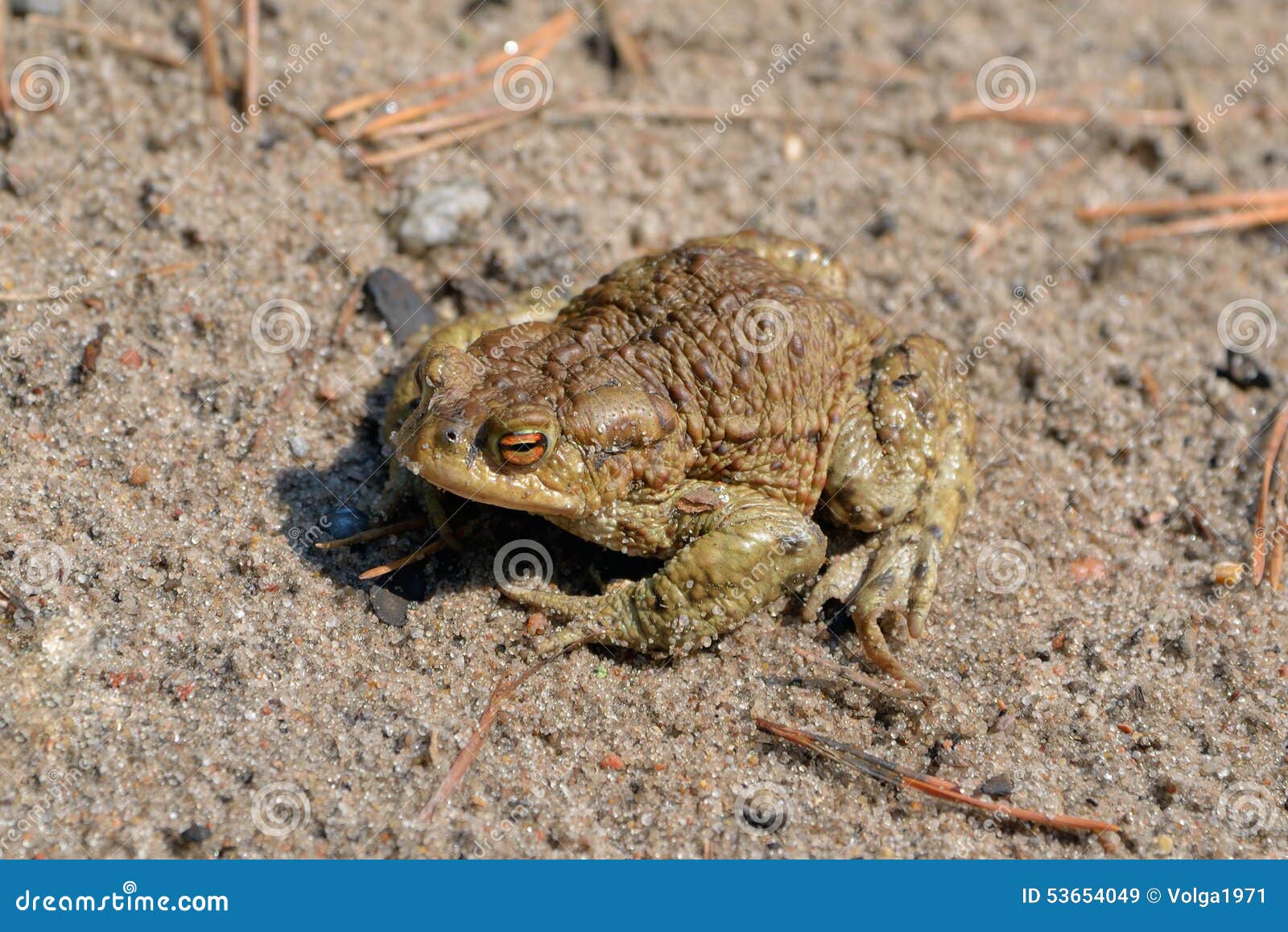 Toad stock image. Image of natural, european, close, toad - 53654049