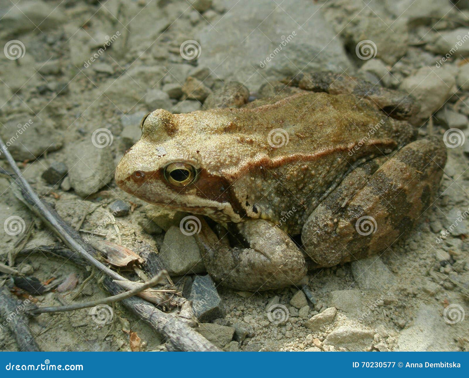 Toad stock image. Image of cold, leaves, toad, tailless - 70230577