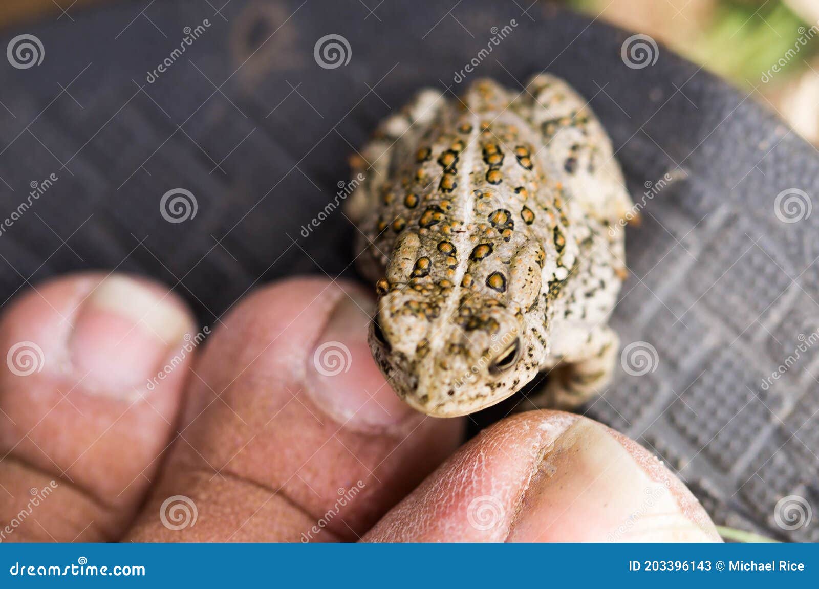 Toad Sitting on Sandals with Human Toes Stock Image - Image of staring ...