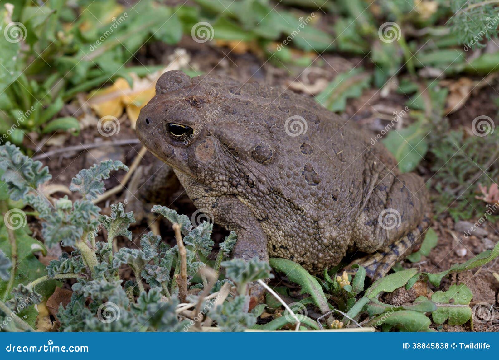 Toad stock photo. Image of animal, nature, toad, frog - 38845838